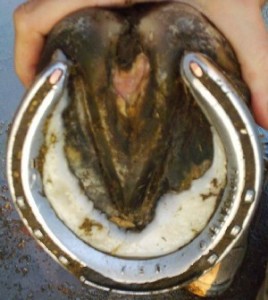 What The Muck Is That? ‘Canker’ | HORSE NATION