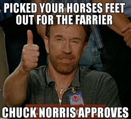Farrier Memes, or What All Farriers Are Secretly Thinking | HORSE NATION