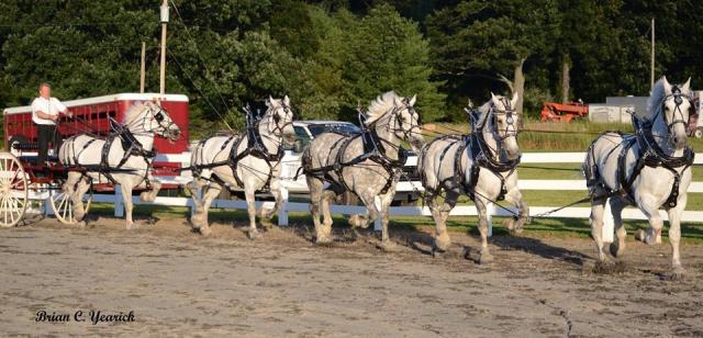 Dave Rohrbach Has His Hands Full, Literally | HORSE NATION