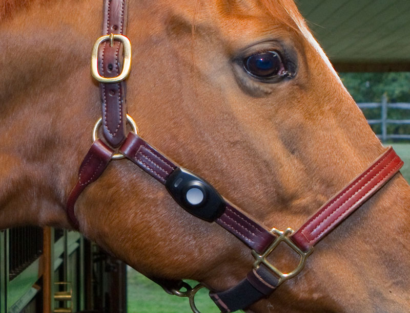 ‘Equine Night Check’ Monitors Your Horse for Distress | HORSE NATION