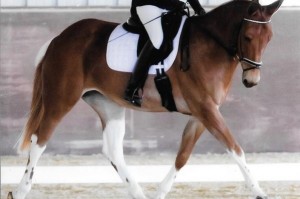 First Mule Ever Makes It to the US Dressage Finals | HORSE NATION