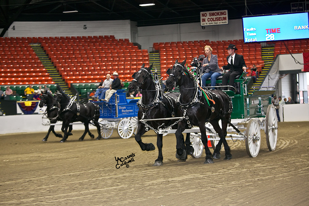 World Percheron Congress: Yep, It’s a Thing | HORSE NATION
