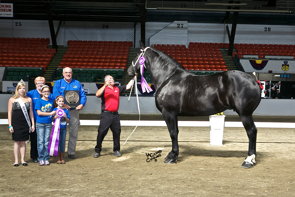 World Percheron Congress: Yep, It’s a Thing | HORSE NATION