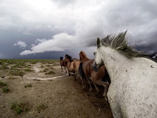Thursday Morning Feed from Fleeceworks: American Mustangs in GoPro HD ...