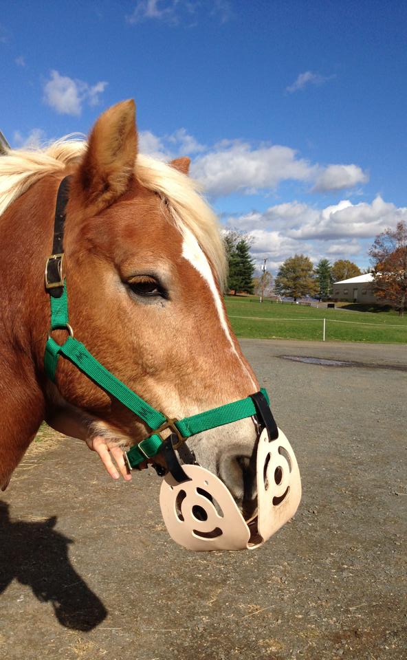 Harmany Equine is Building a Better Muzzle | HORSE NATION