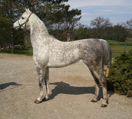 5 Free Horses in Search of a Forever Home | HORSE NATION