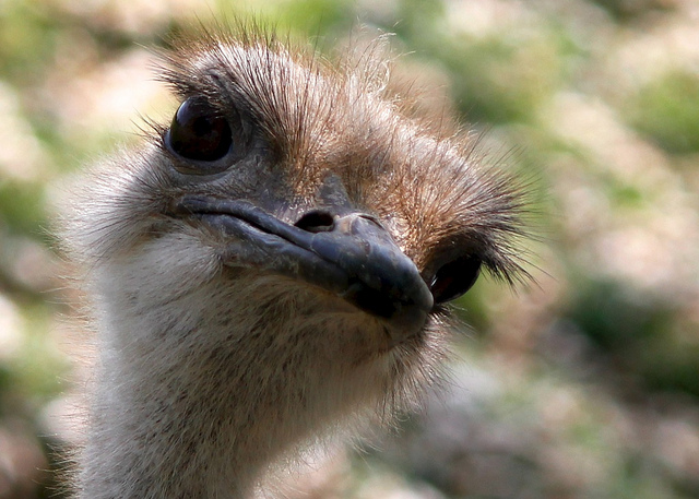 World Equestrian Brands Helmet Cam: Ostrich Race | HORSE NATION