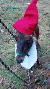 15 Reader-Submitted Horse Holiday Decorations | HORSE NATION