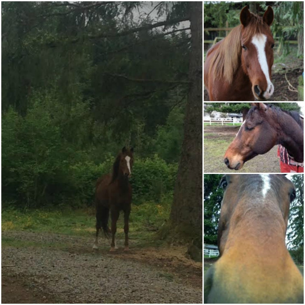 HN Readers Share Their Stories for a Free UltrOZ Trial | HORSE NATION