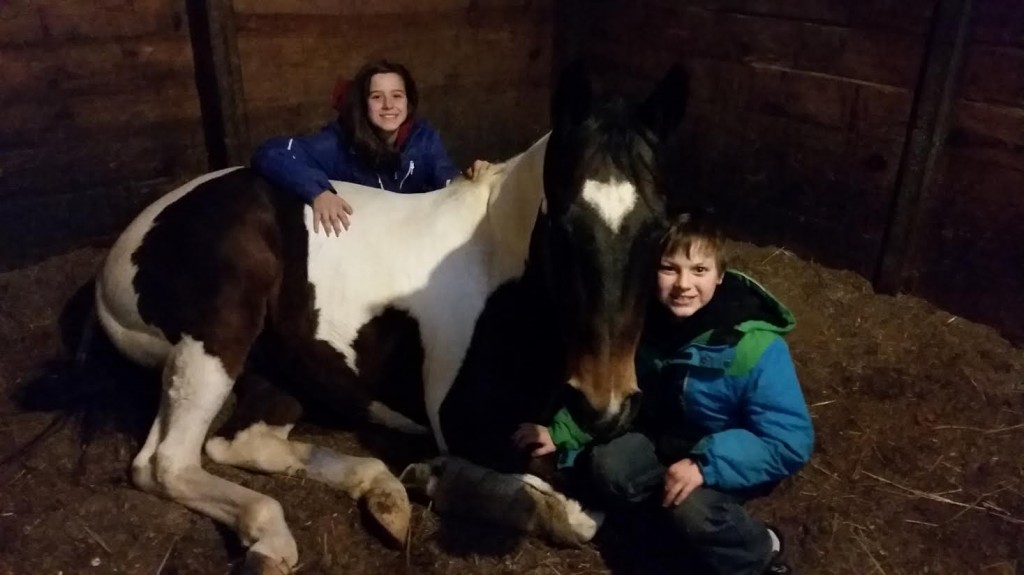 HN Readers Share Their Stories for a Free UltrOZ Trial | HORSE NATION