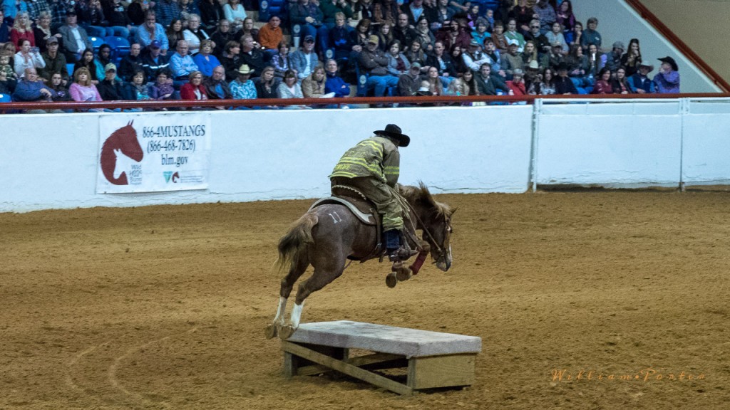 Must-See Moments from the 2015 Mustang Magic Competition | HORSE NATION