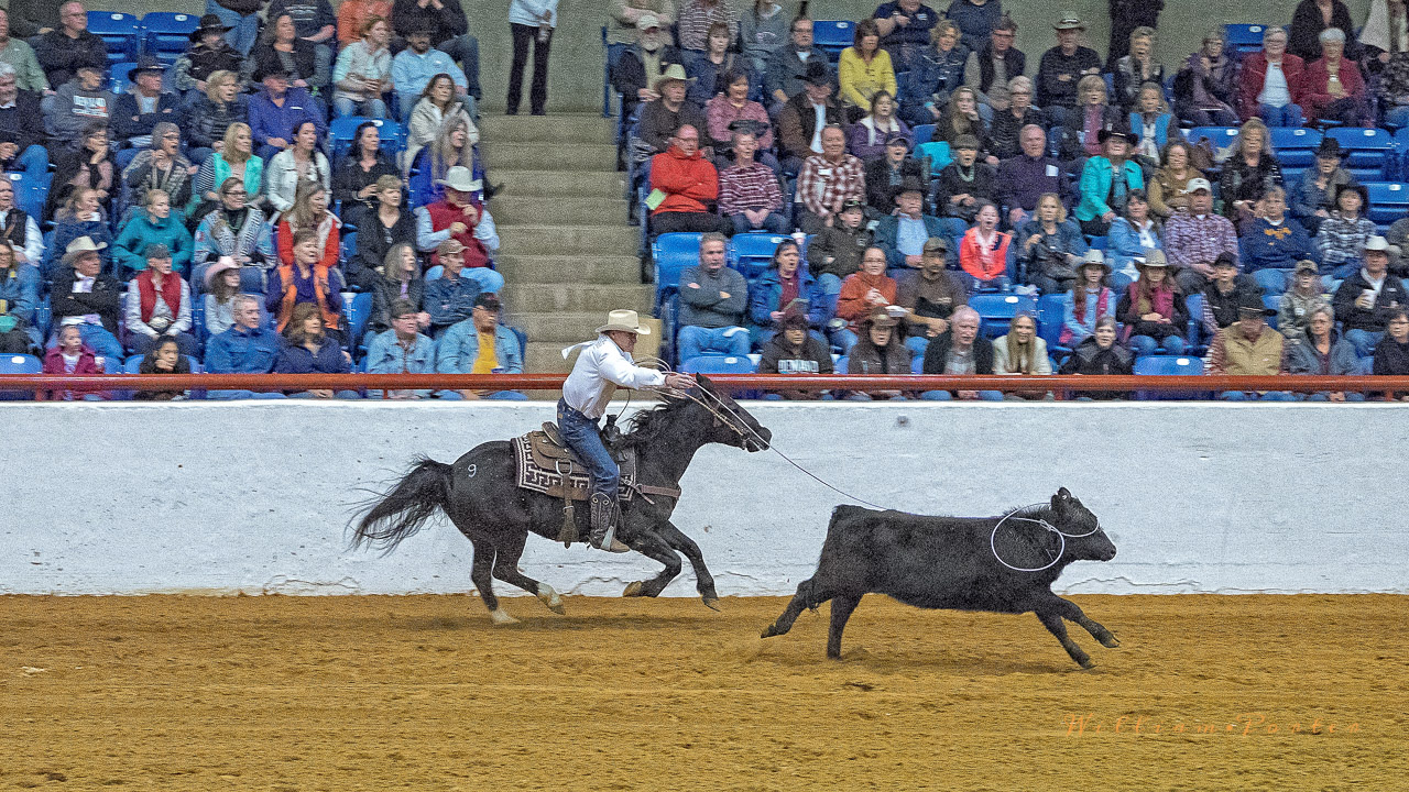 Must-See Moments from the 2015 Mustang Magic Competition | HORSE NATION