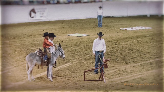Must-See Moments from the 2015 Mustang Magic Competition | HORSE NATION