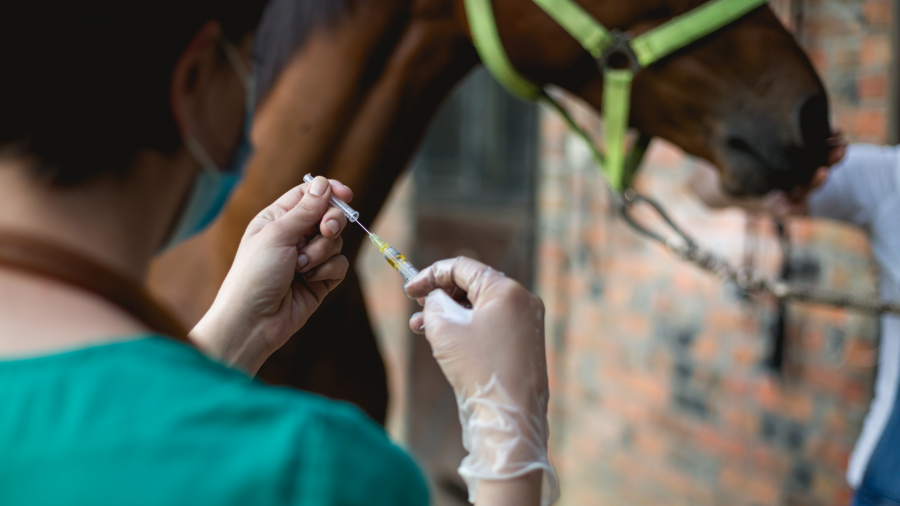 #TBT: Veterinary Malpractice, The Basics | HORSE NATION