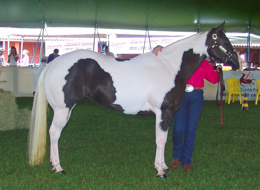 What Color Is This Horse? Part I: Pintos | HORSE NATION