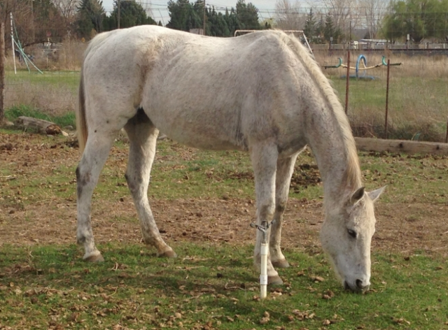 5 Free Horses In Search of Forever Homes | HORSE NATION