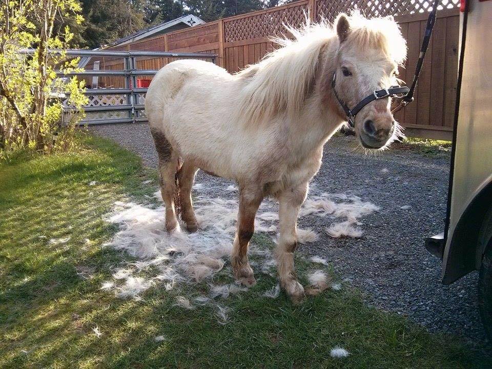 11 More Readers Who Are Covered in Horse Hair | HORSE NATION