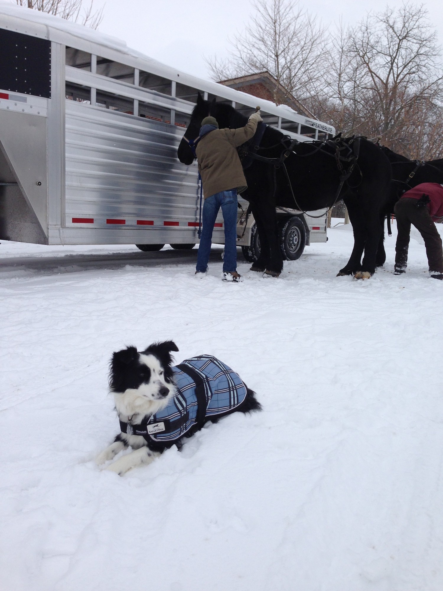 Monday Morning Feed from SmartPak: The SmartBlue Dog Coat | HORSE NATION