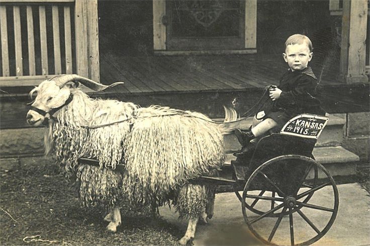 The Sheepwagon, America’s Next Great Camping Adventure | HORSE NATION