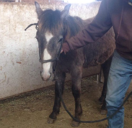 Wowza! 10 Colorful Mustangs in the BLM Internet Adoption | HORSE NATION