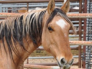 Wowza! 10 Colorful Mustangs in the BLM Internet Adoption | HORSE NATION