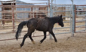 Wowza! 10 Colorful Mustangs in the BLM Internet Adoption | HORSE NATION