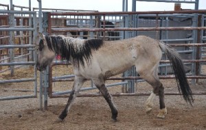 Wowza! 10 Colorful Mustangs in the BLM Internet Adoption | HORSE NATION