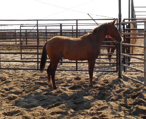 Wowza! 10 Colorful Mustangs in the BLM Internet Adoption | HORSE NATION