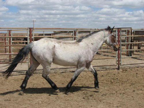 Wowza! 10 Colorful Mustangs in the BLM Internet Adoption | HORSE NATION