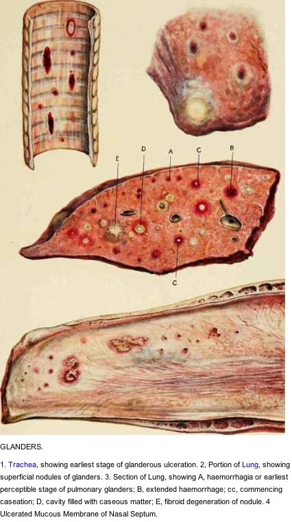 Fatal Disease Glanders Found at Texas Border | HORSE NATION