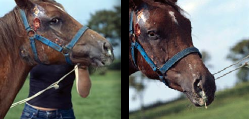 Fatal Disease Glanders Found at Texas Border | HORSE NATION
