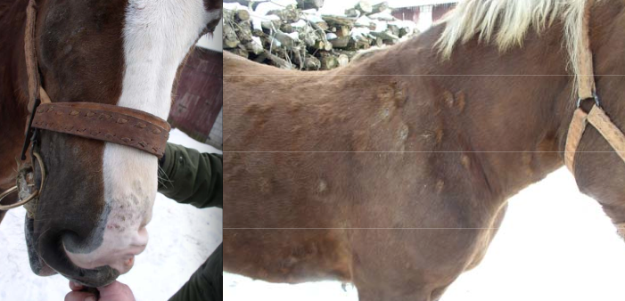 3 Most Common Skin Diseases of Spring | HORSE NATION