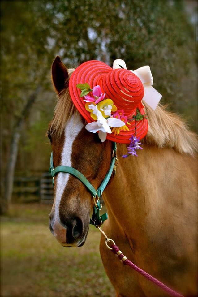 18 Reader-Submitted Tolerant Horses: Costumes, Clothes & Tarps Edition ...