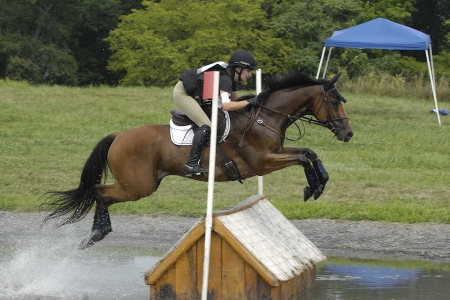 Friday Standing Ovation by Ovation Riding | HORSE NATION