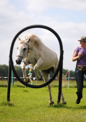 5 DIY Summer Equestrian Projects | HORSE NATION