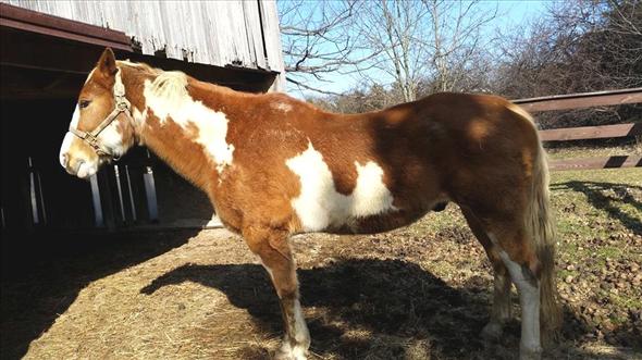 5 Free Horses In Need Of Forever Homes | HORSE NATION