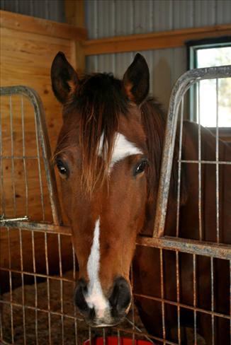 5 Free Horses In Need Of Forever Homes | HORSE NATION