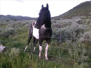 5 Free Horses In Need Of Forever Homes | HORSE NATION