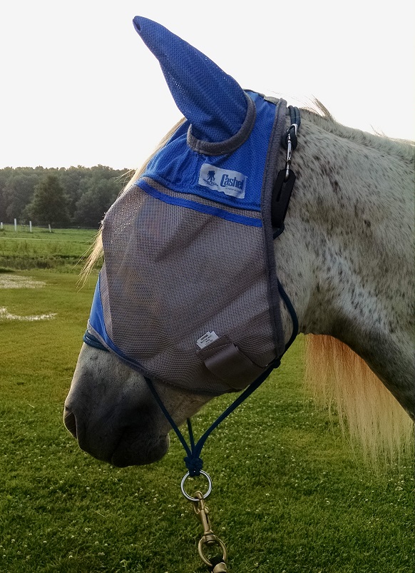 Product Review: Cashel Crusader Fly Mask | HORSE NATION