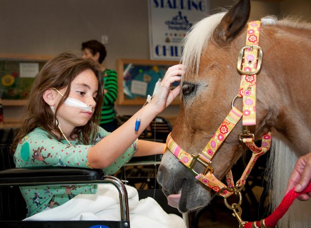 Friday Standing Ovation by Ovation Riding: Amos the Wonder Horse ...
