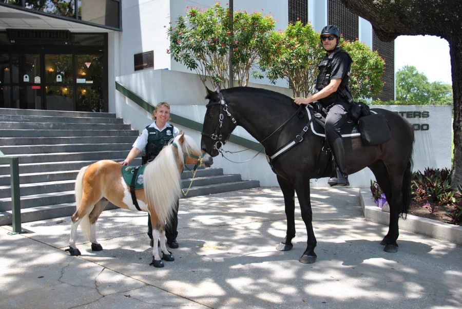 Friday Standing Ovation by Ovation Riding: Amos the Wonder Horse ...