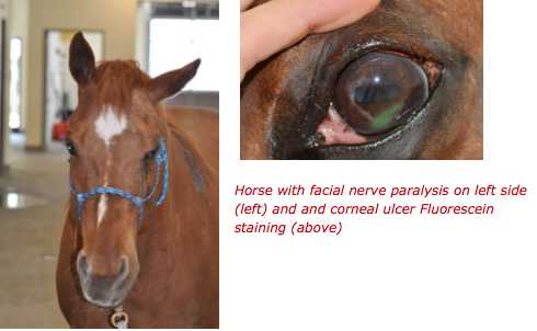 What The Muck Is That? ‘Eeyore’ Ears | HORSE NATION