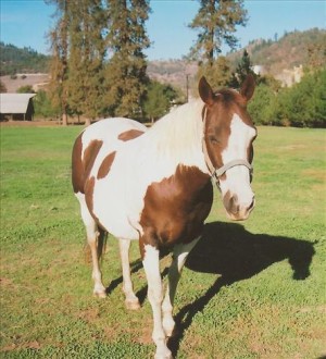 5 Free Horses From Around The Nation | HORSE NATION