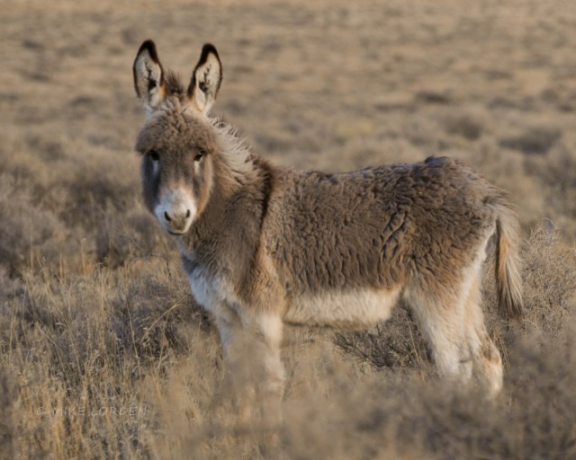 The Platero Project Spotlights the American Wild Burro | HORSE NATION