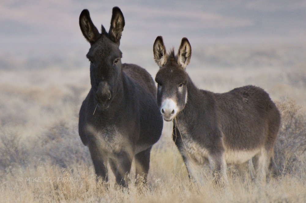 The Platero Project Spotlights the American Wild Burro | HORSE NATION
