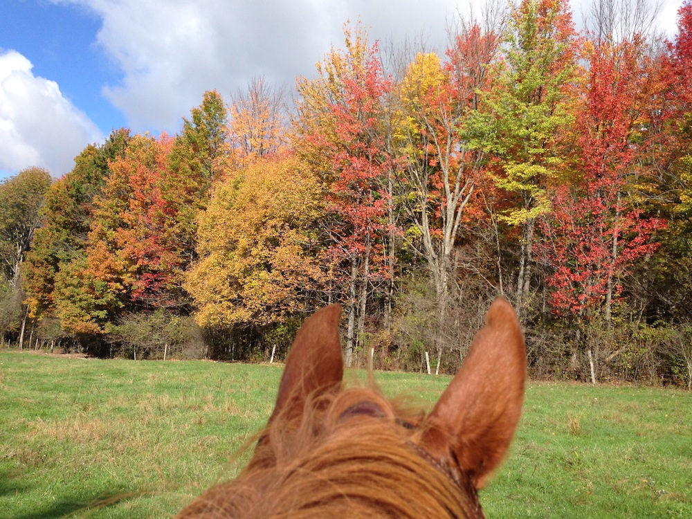 Product Review: Posture Prep Cross Fiber Groomer | HORSE NATION