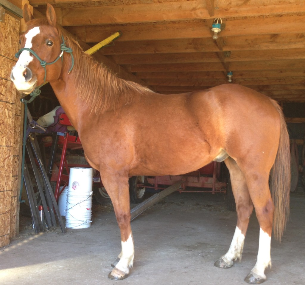 Product Review: Posture Prep Cross-Fiber Groomer, Part II | HORSE NATION