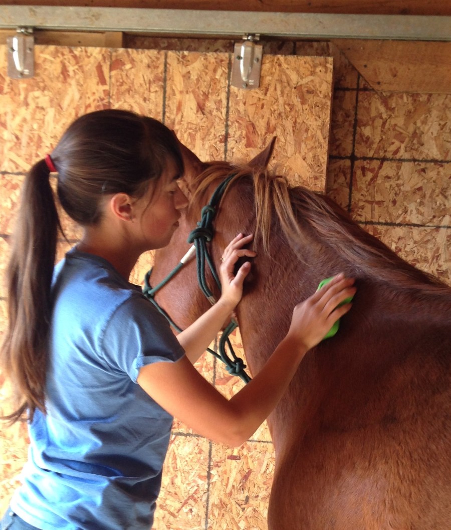 Product Review: Posture Prep Cross-Fiber Groomer, Part II | HORSE NATION