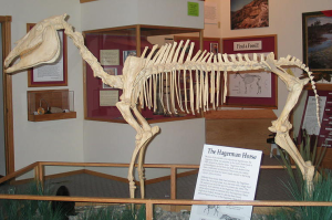 I Love Lists Friday: 10 Extinct Horses | HORSE NATION