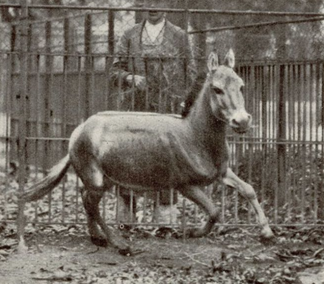 I Love Lists Friday: 10 Extinct Horses | HORSE NATION